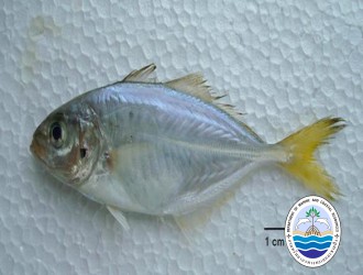 พื้นที่นำร่อง