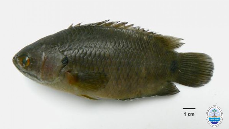 พื้นที่นำร่อง