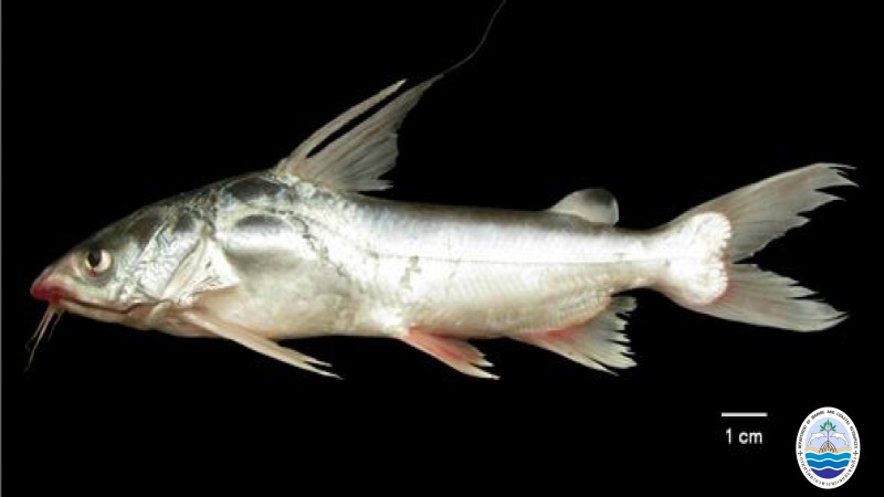 พื้นที่นำร่อง