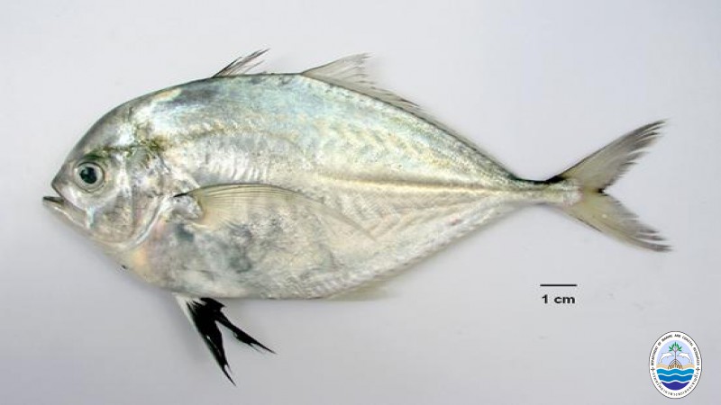 พื้นที่นำร่อง