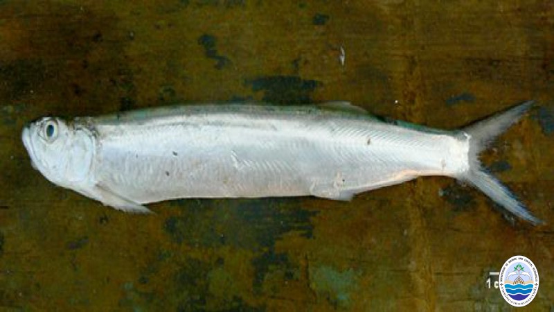 พื้นที่นำร่อง