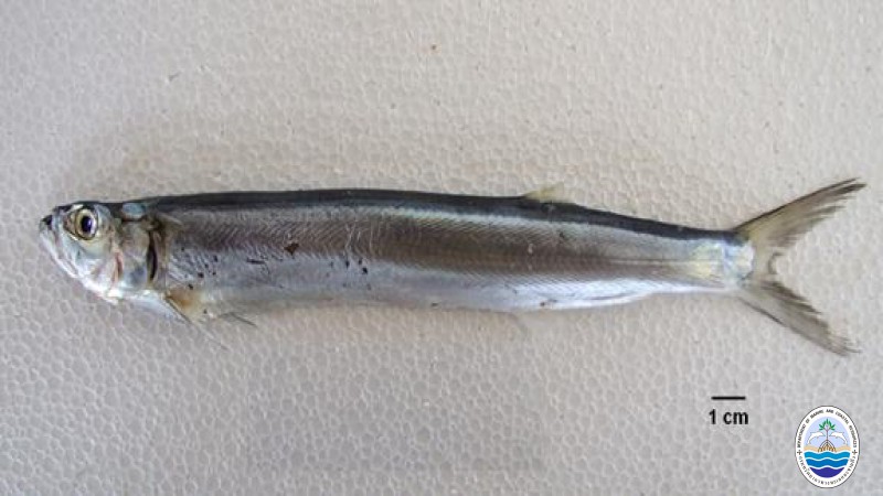 พื้นที่นำร่อง