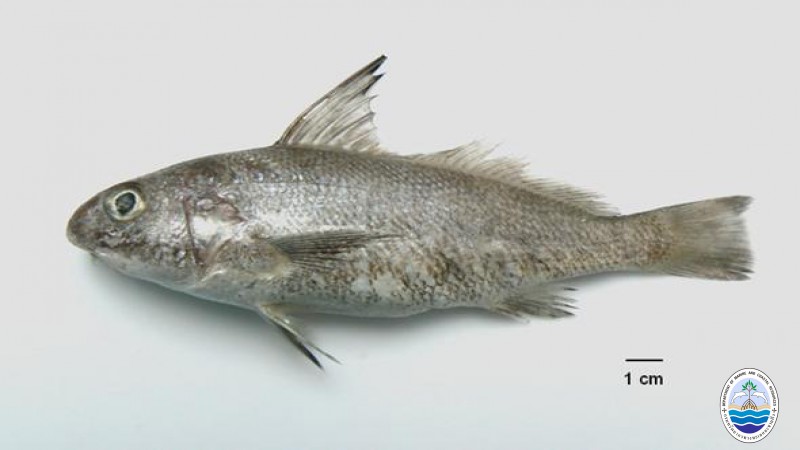 พื้นที่นำร่อง