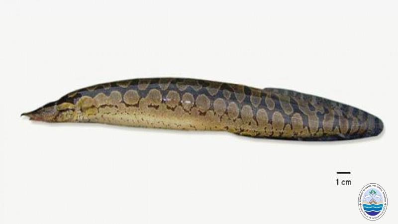 พื้นที่นำร่อง