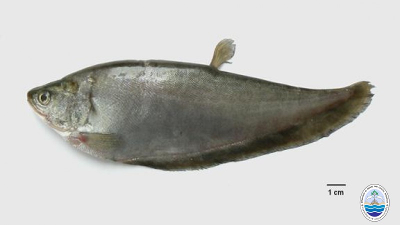 พื้นที่นำร่อง