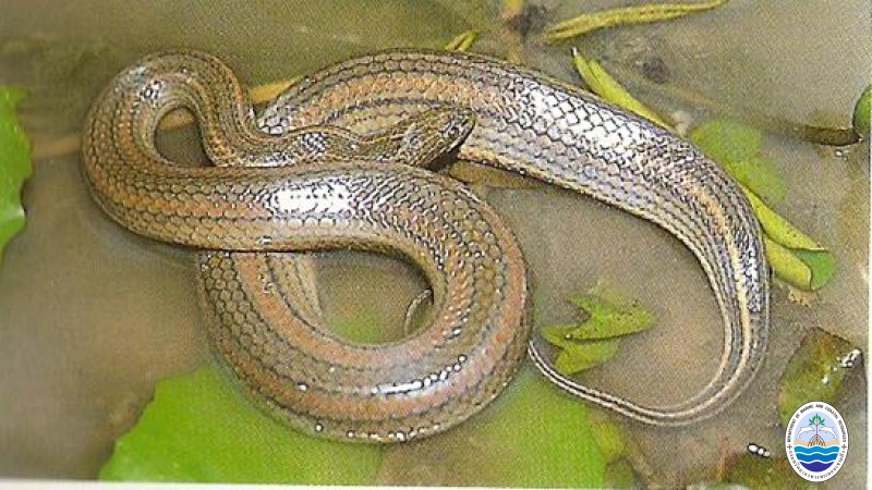 พื้นที่นำร่อง