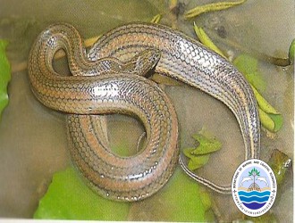 พื้นที่นำร่อง