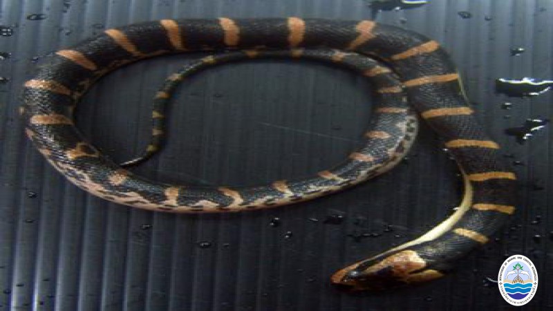 พื้นที่นำร่อง